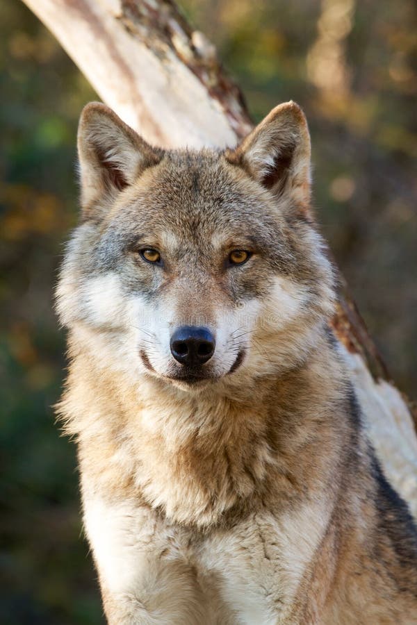 Close-up of Grey Wolf - Canis Lupus Stock Photo - Image of predator ...