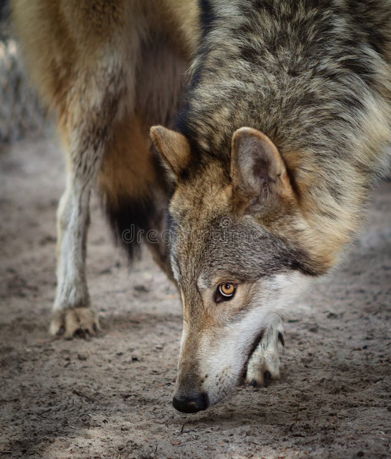Close up of grey wolf stock image. Image of lupus, florida - 110344497