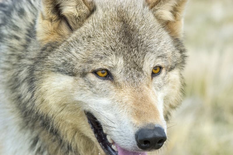 Close Up Grey Wolf Head and Face Stock Photo - Image of nature ...