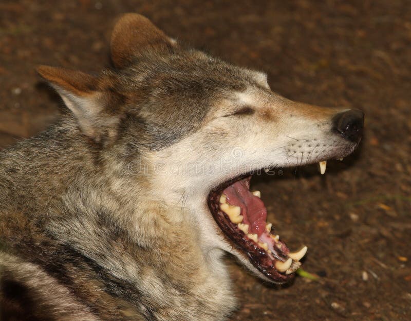 Grey Wolf Close Up Stock Photo - Image: 30140270