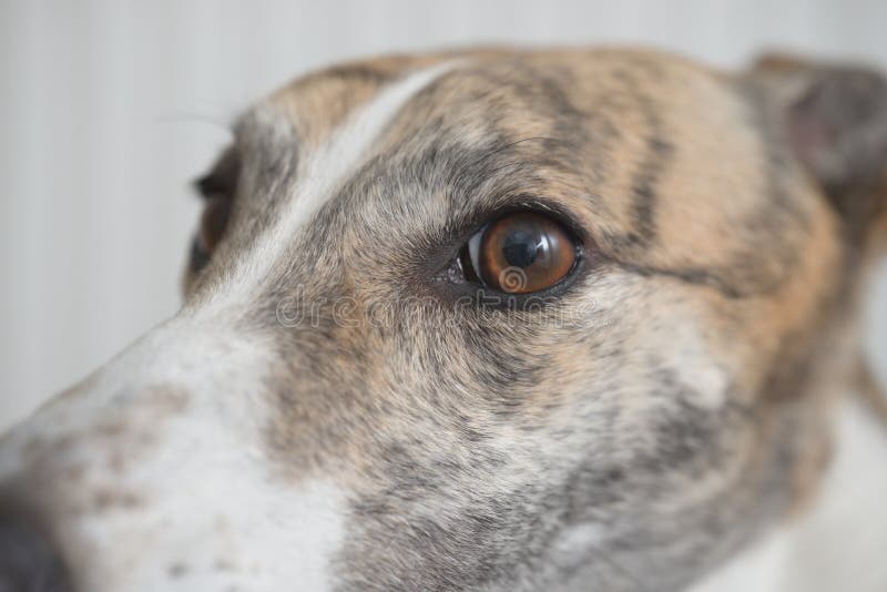 196 Eye Looking Up Plain Background Stock Photos - Free & Royalty-Free ...