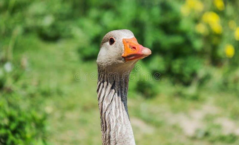 Close Up of a Greylag Goose Stock Photo - Image of natural, feather ...