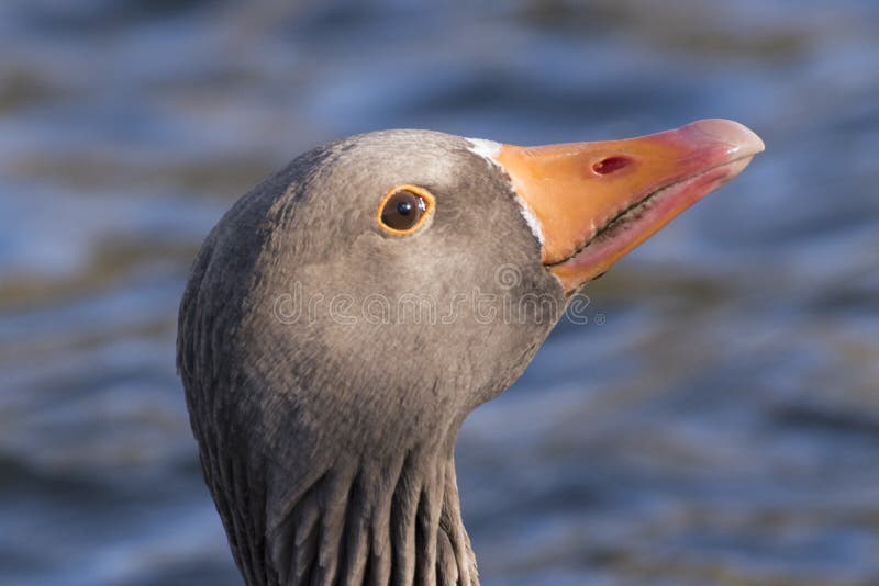 A Close Up of a Greylag Goose Stock Image - Image of bird, waterfowl ...
