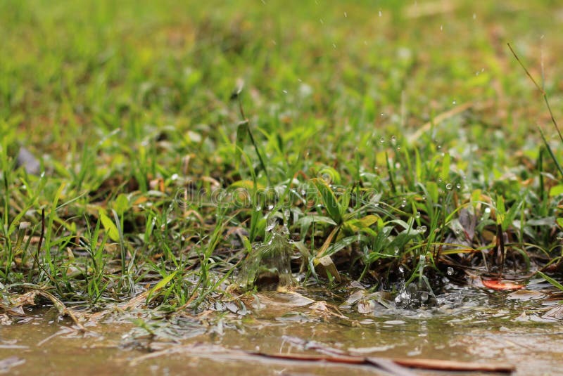 Close-up of the Ground in the Rainy Day. Stock Image - Image of meadow ...