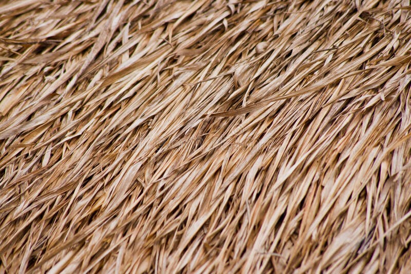 Close Up of Ground. Texture of Straw Stock Photo - Image of agriculture ...