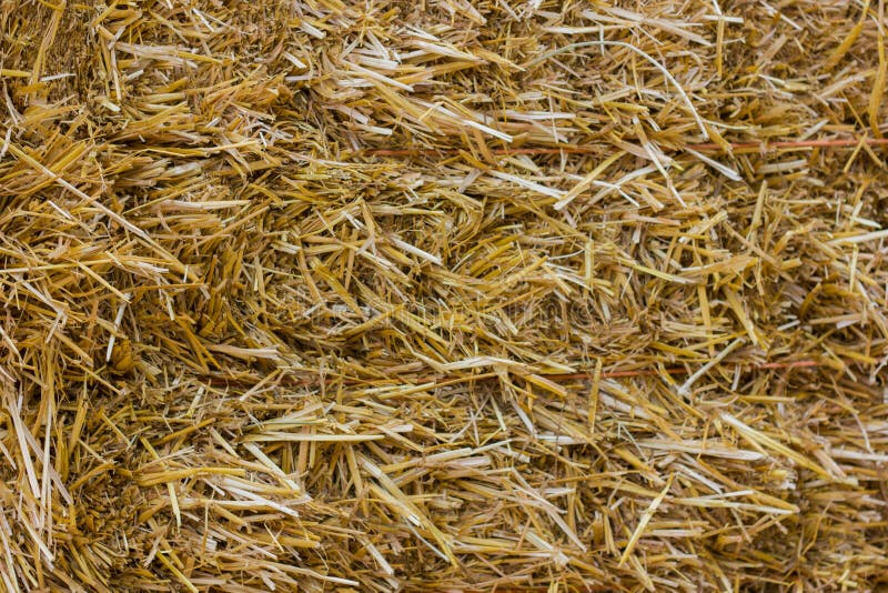 Close Up of Ground. Texture Straw or Hay Stock Photo - Image of closeup ...