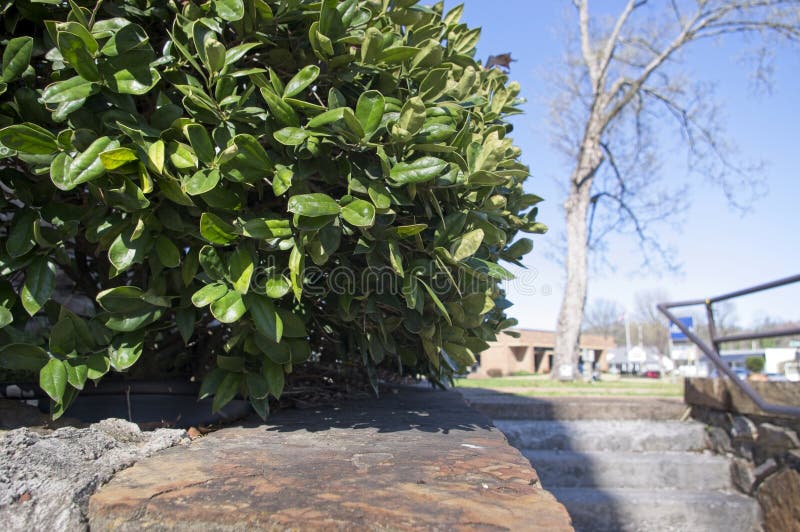 Close Up Ground View of a Hedge Stock Image - Image of level, organic ...