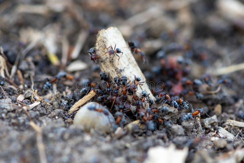 Close-up of a Group of Ants Stock Photo - Image of natural, nature ...