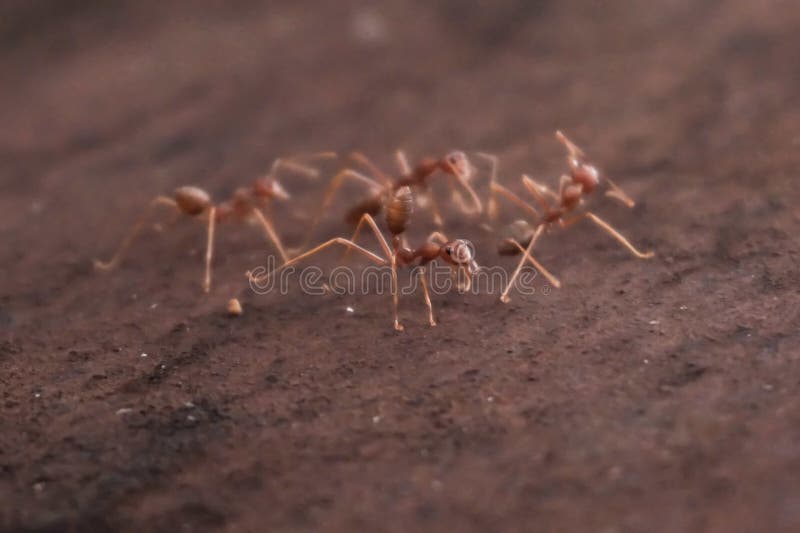 Close-up of a Group of Busy Red Ants on Brown Soil. Stock Photo - Image ...