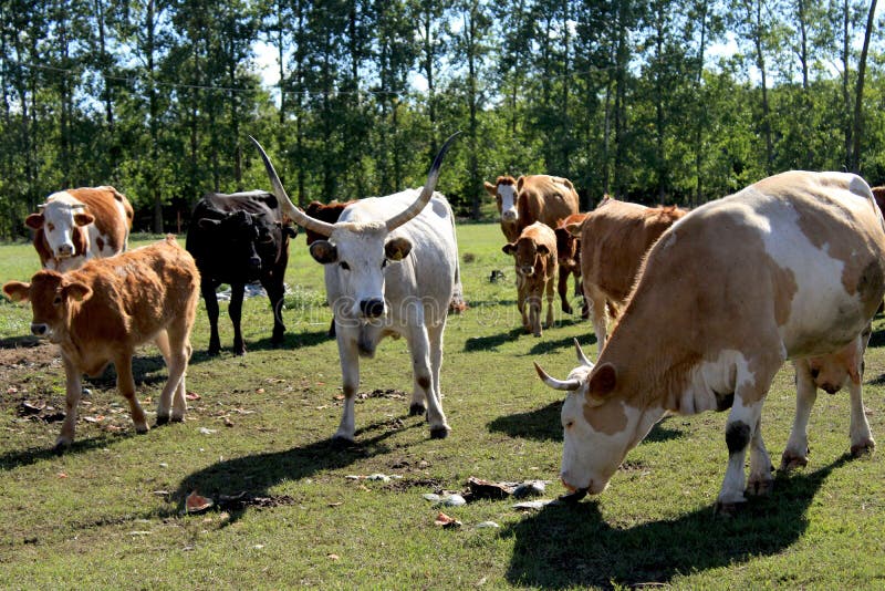 Group of Cows Standing in a Barn. Stock Image - Image of group ...
