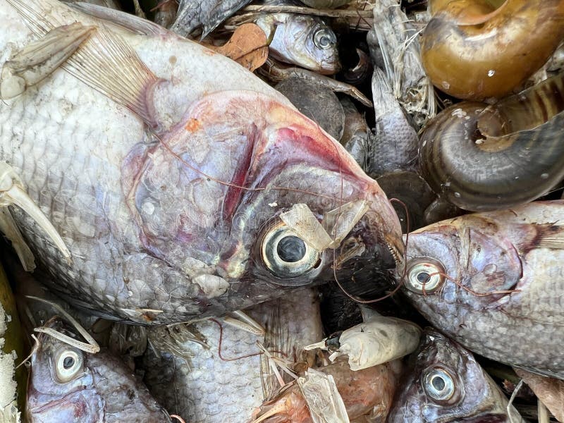 Group Dead Fish on the Ground Stock Image - Image of diet, healthy ...