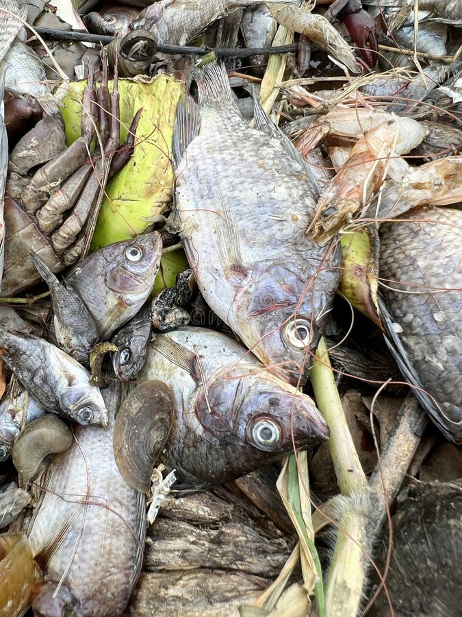 Group Dead Fish on the Ground Stock Photo - Image of natural, food ...
