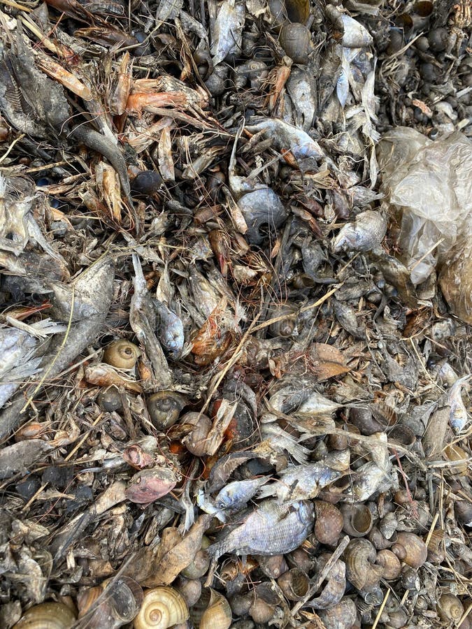 Group Dead Shell and Dry Fish on the Ground Stock Photo - Image of ...