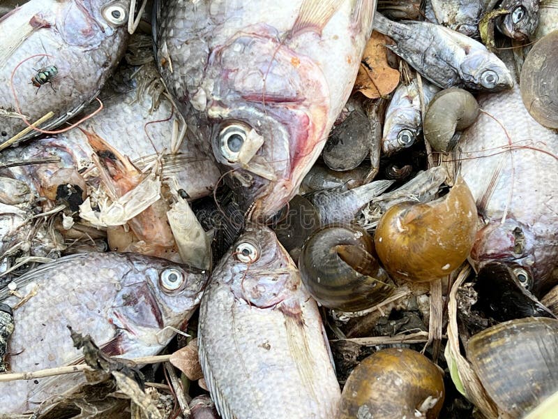 Group Dead Shell and Dry Fish on the Ground Stock Photo - Image of ...
