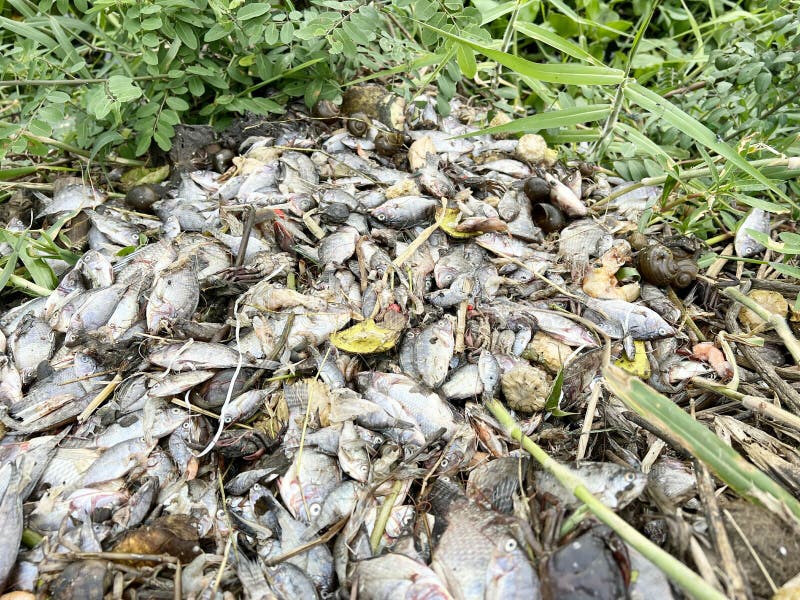 Group Dead Shell and Dry Fish on the Ground Stock Image - Image of diet ...
