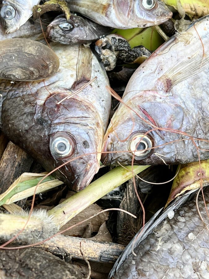 Group Dead Shell and Dry Fish on the Ground Stock Image - Image of ...