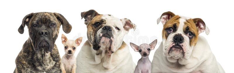 Group of 4 dogs dressed-up stock photo. Image of pack - 9892174