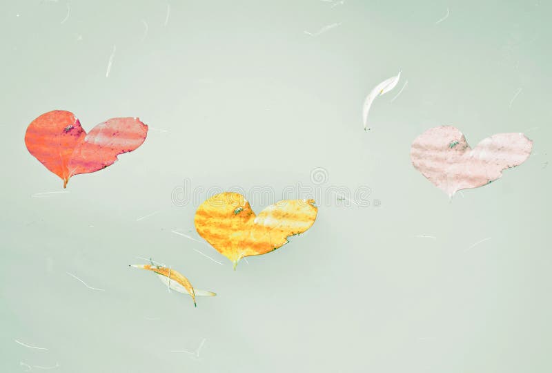 Close-up Group of Dry Three Leaves with Heart Shape and Multi-color ...