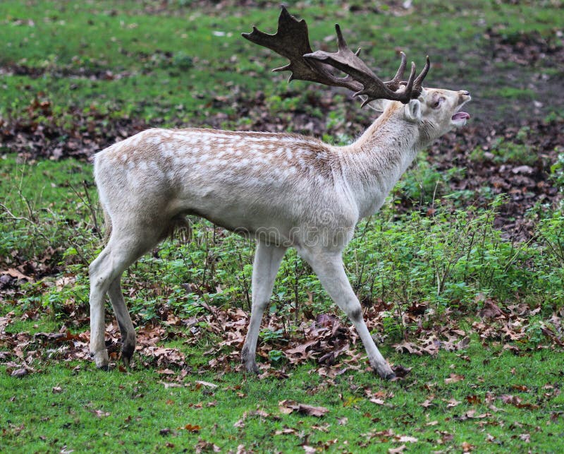A Group of Fallow Deer, with Doe, Fawn and Buck in a Forest in Sweden ...