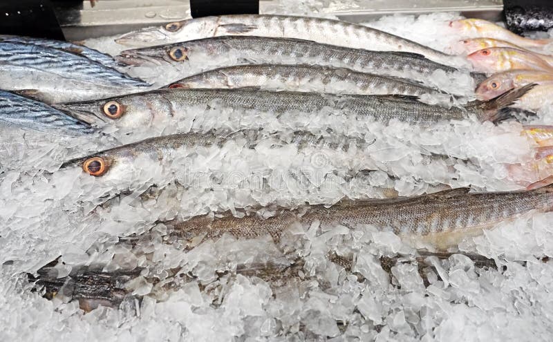 Close Up Group of Fresh Barracuda on Ice Stock Image - Image of market ...