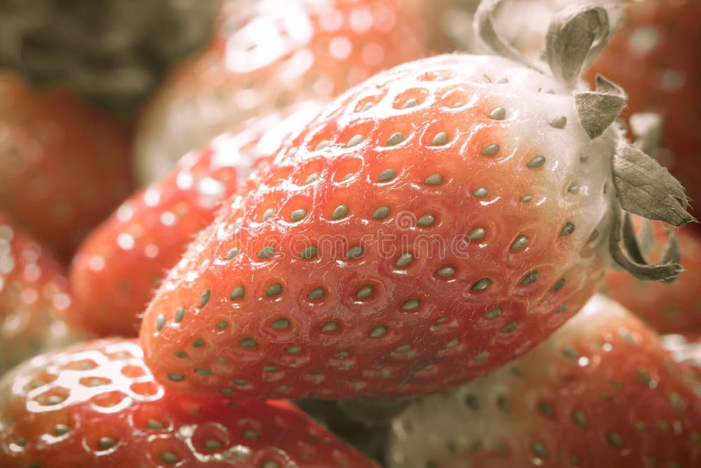 Close Up Group of Fresh Red Strawberry,made with Filter Stock Photo ...