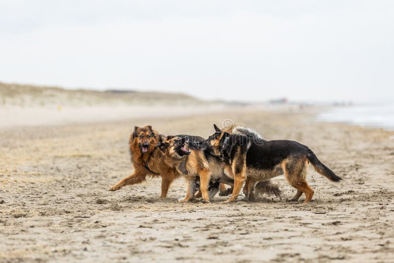Close Up of Group of German Shepherds Fighting on the Beach Stock Image ...