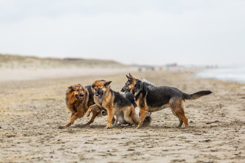 Group of German Shepherd Dogs Stock Image - Image of sitting, dogs ...