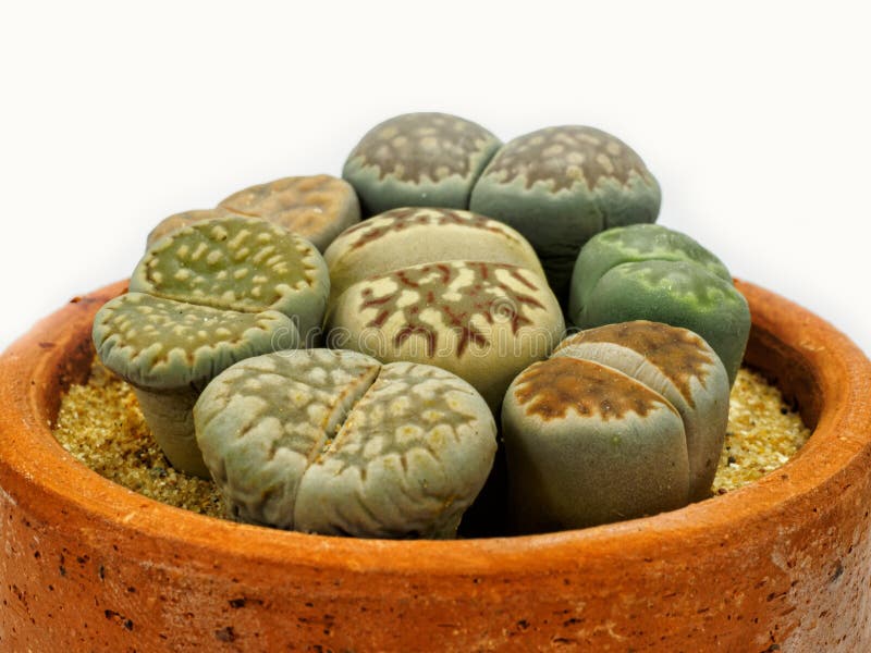 Close-up of Lithops. Lithops is a Genus of Succulent Plants in the Ice ...