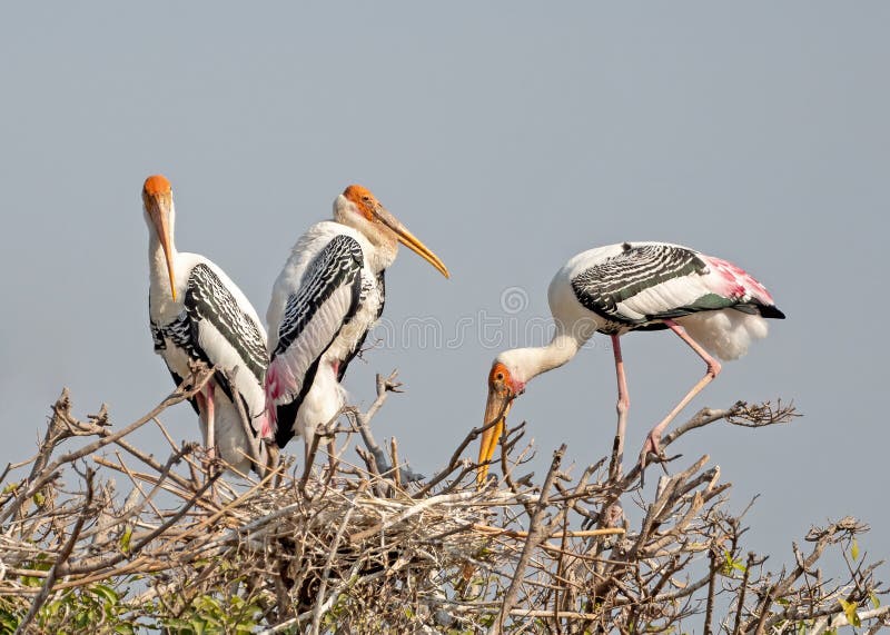 Painted Stork Nesting Top Tree Stock Photos - Free & Royalty-Free Stock ...