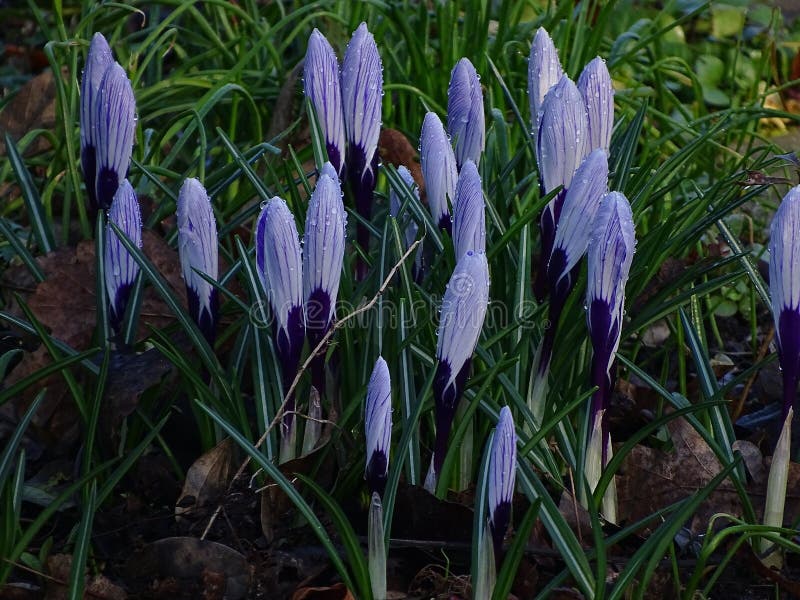 Close Up of a Group of Purple Crocuses Stock Photo - Image of contrast ...