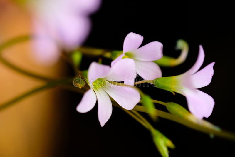 Close Up Purple or Light Violet Flower without Leaves Stock Photo ...