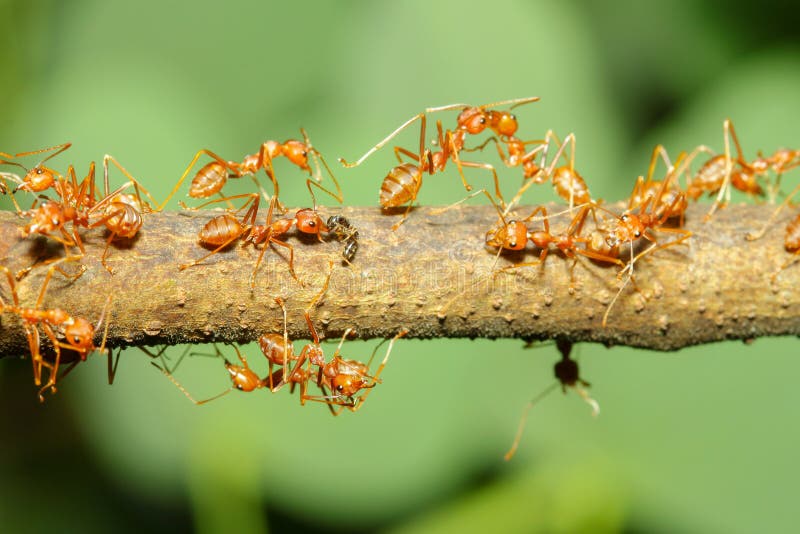 Close Up Group Red Ant on Stick Tree in Nature at Thailand Stock Image ...