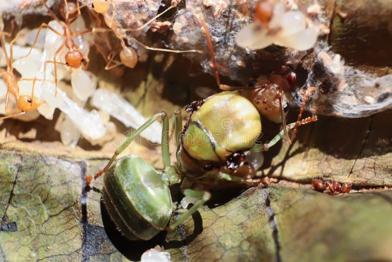136 Mother Ant Stock Photos - Free & Royalty-Free Stock Photos from ...