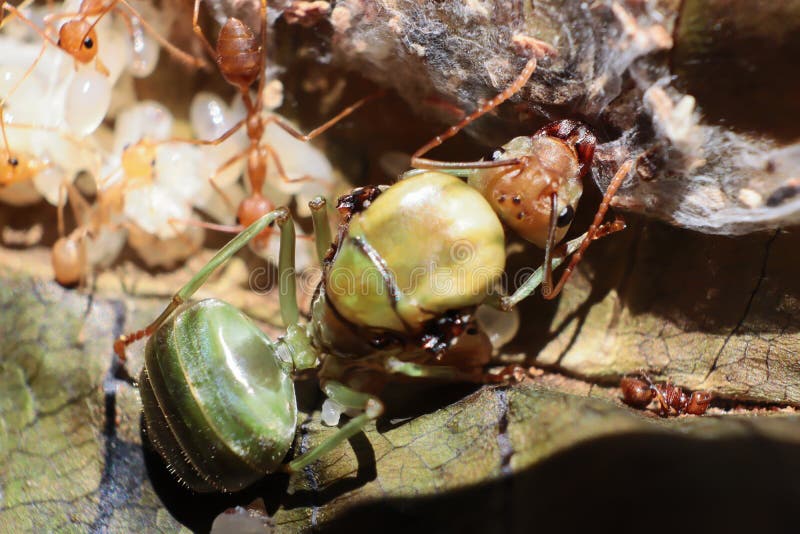 136 Mother Ant Stock Photos - Free & Royalty-Free Stock Photos from ...