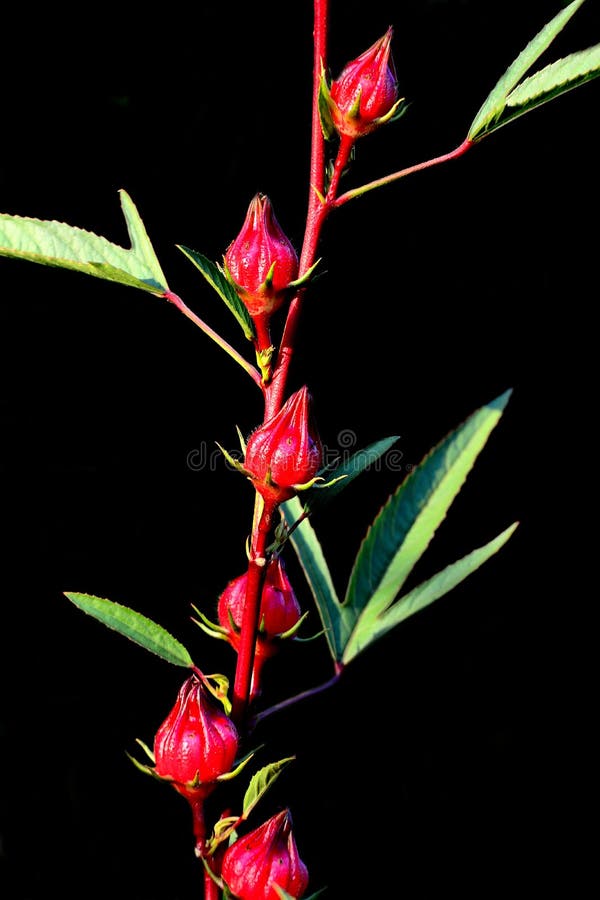 Red roselle on branch stock photo. Image of health, asian - 109282664