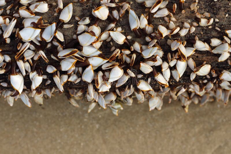Close Up Group of Sea Shell Barnacles, Sea Shell Attached at Wood Stock ...