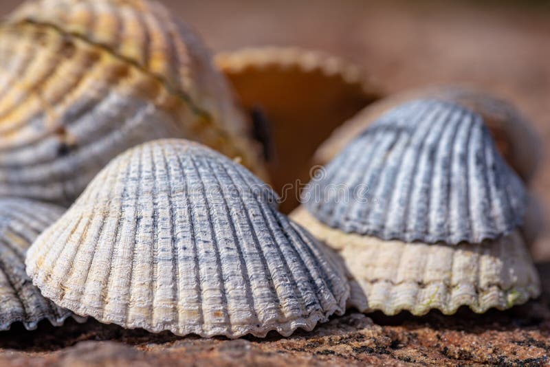 Close Up of a Group of Sea Shells Stock Photo - Image of shore, group ...