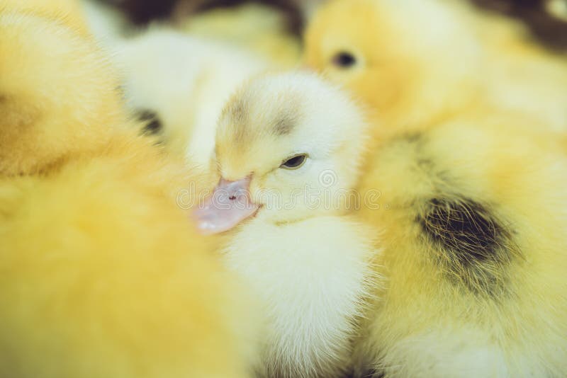 Close Up Group of Small Duckling Stock Image - Image of beak, childhood ...