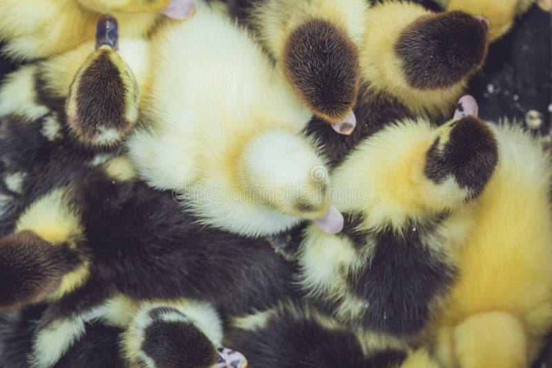 Close Up Group of Small Duckling Stock Photo - Image of color, beak ...