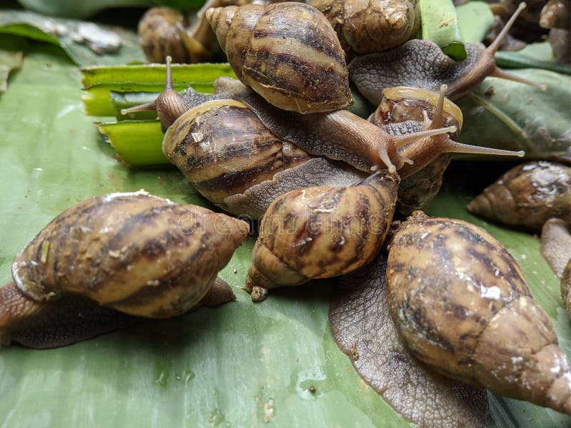 Close-up of Group Snails Insect on Green Leaves Stock Image - Image of ...