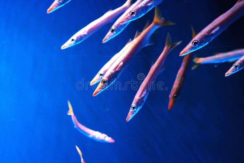 Close Up of a Group of Yellowtail Barracuda Underwater Stock Photo ...