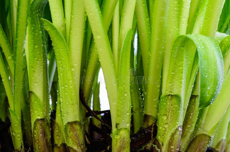 Close-up of a Grouping of Young Hosta Plant Stems at Ground Level Stock ...