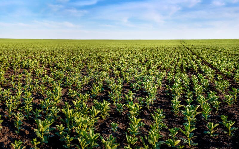 Growing Beans in Spring Under Blue Sky with Clouds Stock Image - Image ...