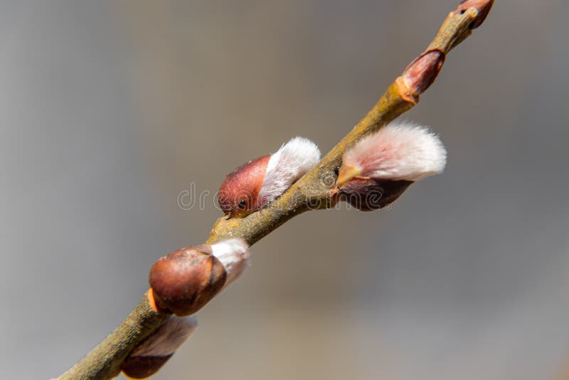Close Up of Growing and Blooming Willow in the Spring. Stock Image ...