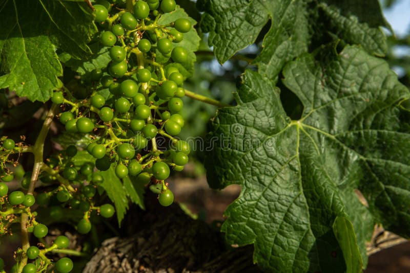 Close-up of a Growing Grape Vine Stock Photo - Image of food, fresh ...