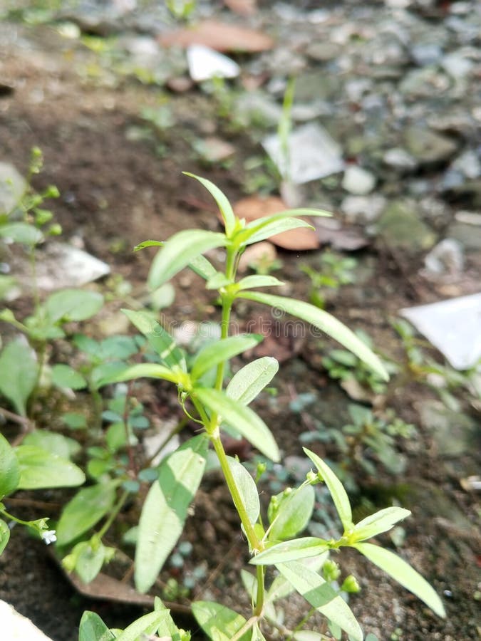 Close Up of Growing Green Plants Stock Image - Image of backgraound ...