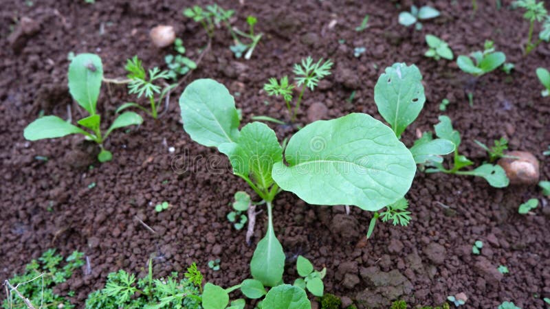 Close Up of Growing Mustard Seedlings Stock Image - Image of seedling ...