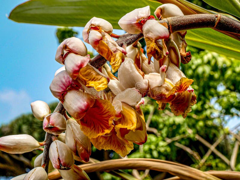 Close Up of Growing Shell Ginger Flowers Stock Image - Image of nature ...