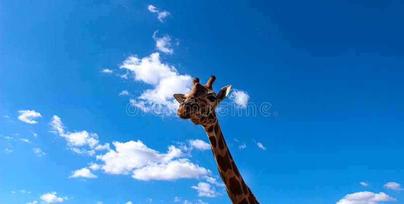 A grumpy giraffe stock image. Image of trip, holiday - 229739985