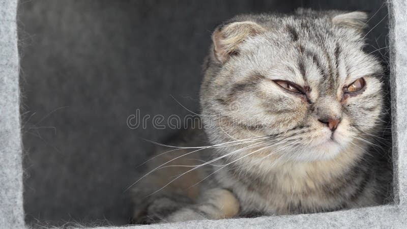 Close Up Grumpy Tabby Scottish Cat Looking at Camera with Dirty Eyes ...